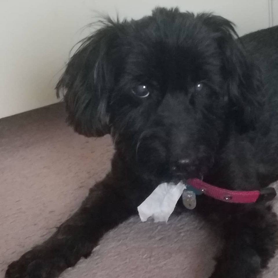 Guido – Morgan Laine Lehman