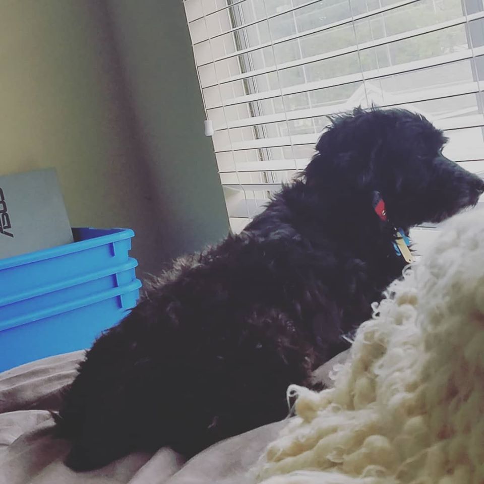 Guido – Morgan Laine Lehman