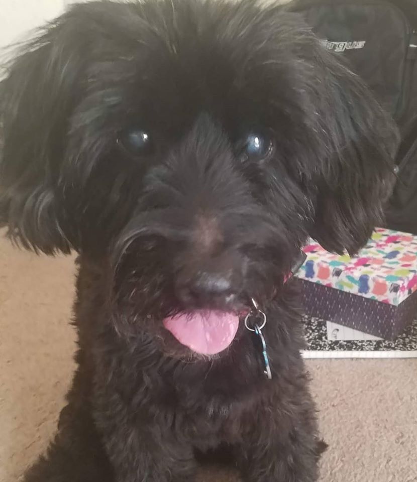 Guido – Morgan Laine Lehman